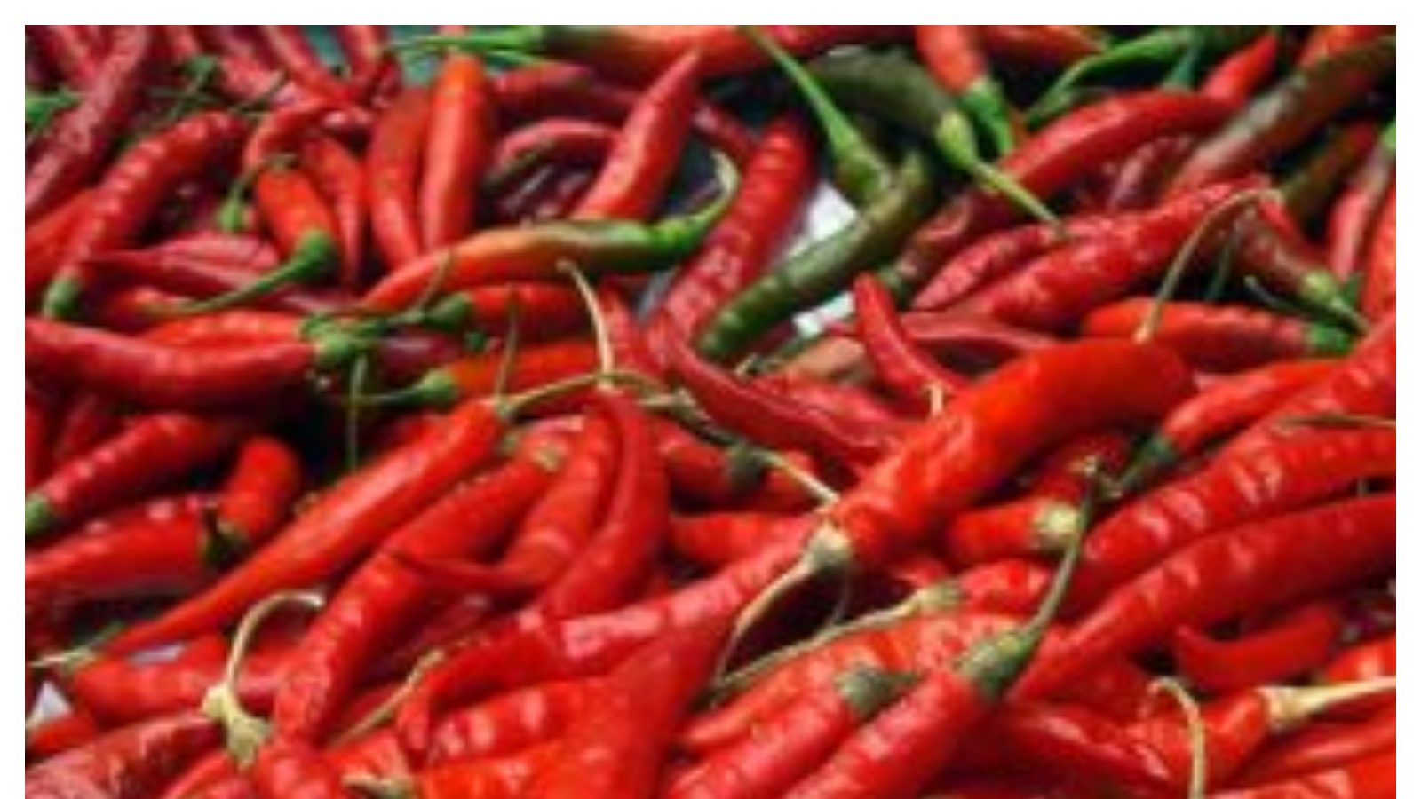 Mirchi crop: భద్రాద్రి జిల్లాలో రైతులకు కుచ్చుటోపీ.. మిర్చి పంట కొని ...