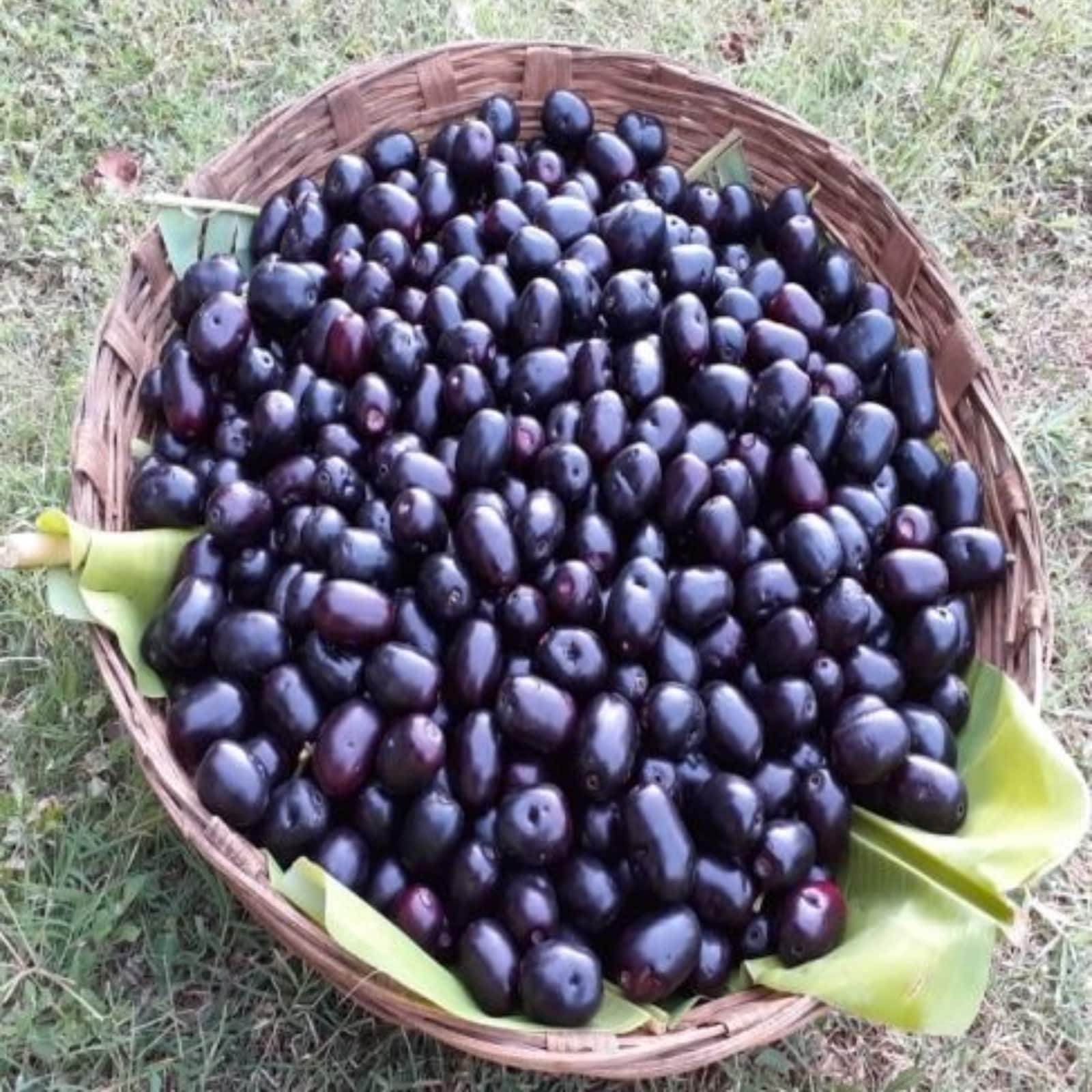 Jamun Fruit : ఆ సమస్య ఉన్న మగవారికి నేరేడు పండ్లు దివ్యౌషధం.. ఇక ...