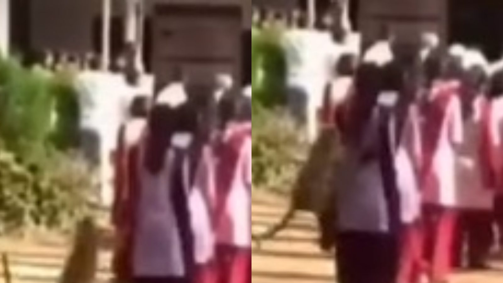 OMG: వార్నీ ఇదేందిరా.. అమ్మాయిని గాల్లో ఎగిరి తన్నుతన్నిన కొండెంగ ...