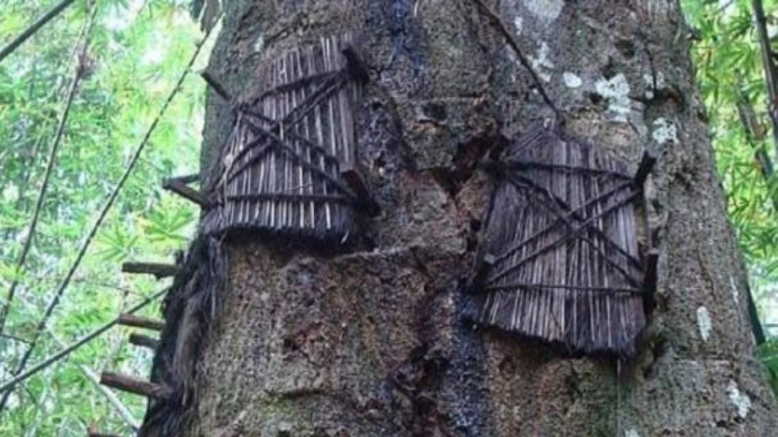 unique and weird ways of burial indonesian people buries children body ...