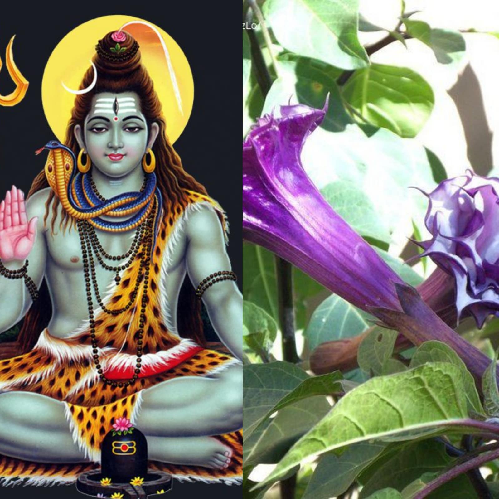 Lord Shiva Plant: నల్ల దాతురా మెుక్క ప్రత్యేకత తెలిస్తే వదలరు.. ఇంట్లో ...