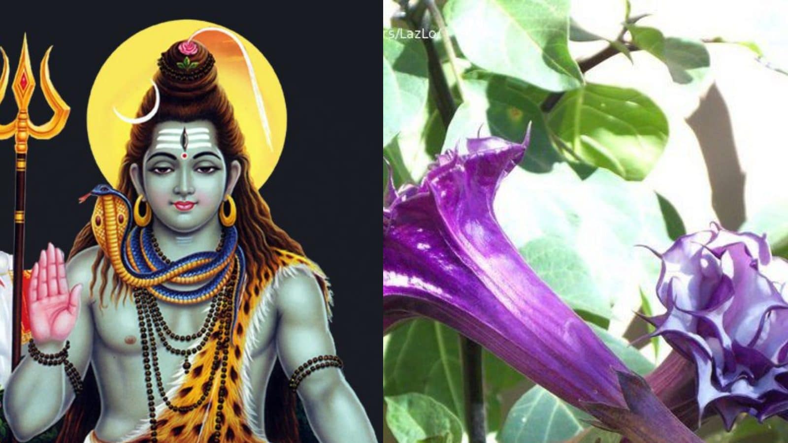 Lord Shiva Plant: నల్ల దాతురా మెుక్క ప్రత్యేకత తెలిస్తే వదలరు.. ఇంట్లో ...