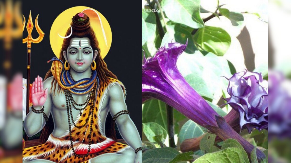 Lord Shiva Plant: నల్ల దాతురా మెుక్క ప్రత్యేకత తెలిస్తే వదలరు.. ఇంట్లో ...
