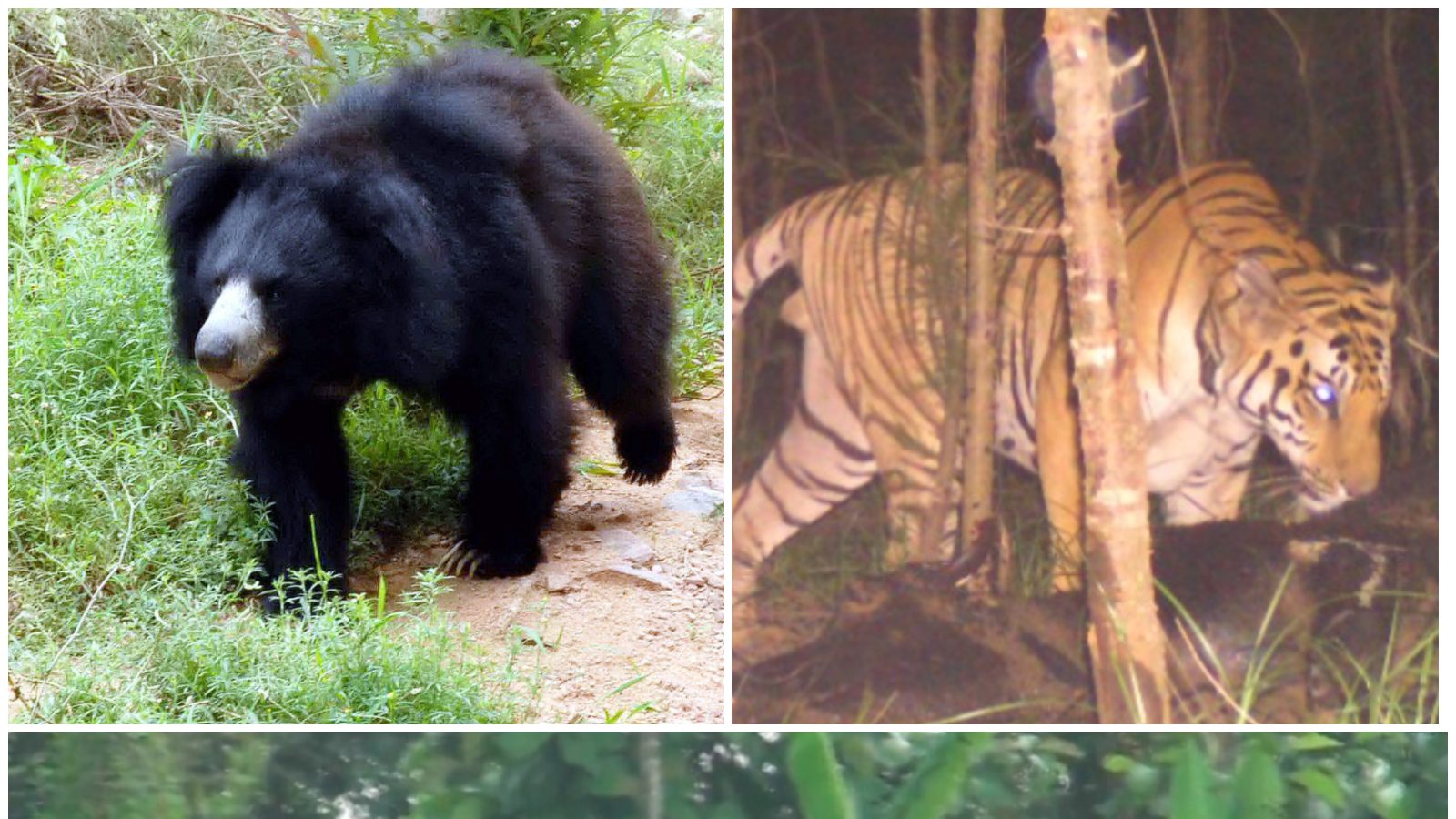 Wild Animals in AP: ఏపీలో పెరుగుతున్న అడవి జంతువుల దాడులు.. సర్వేలో ...