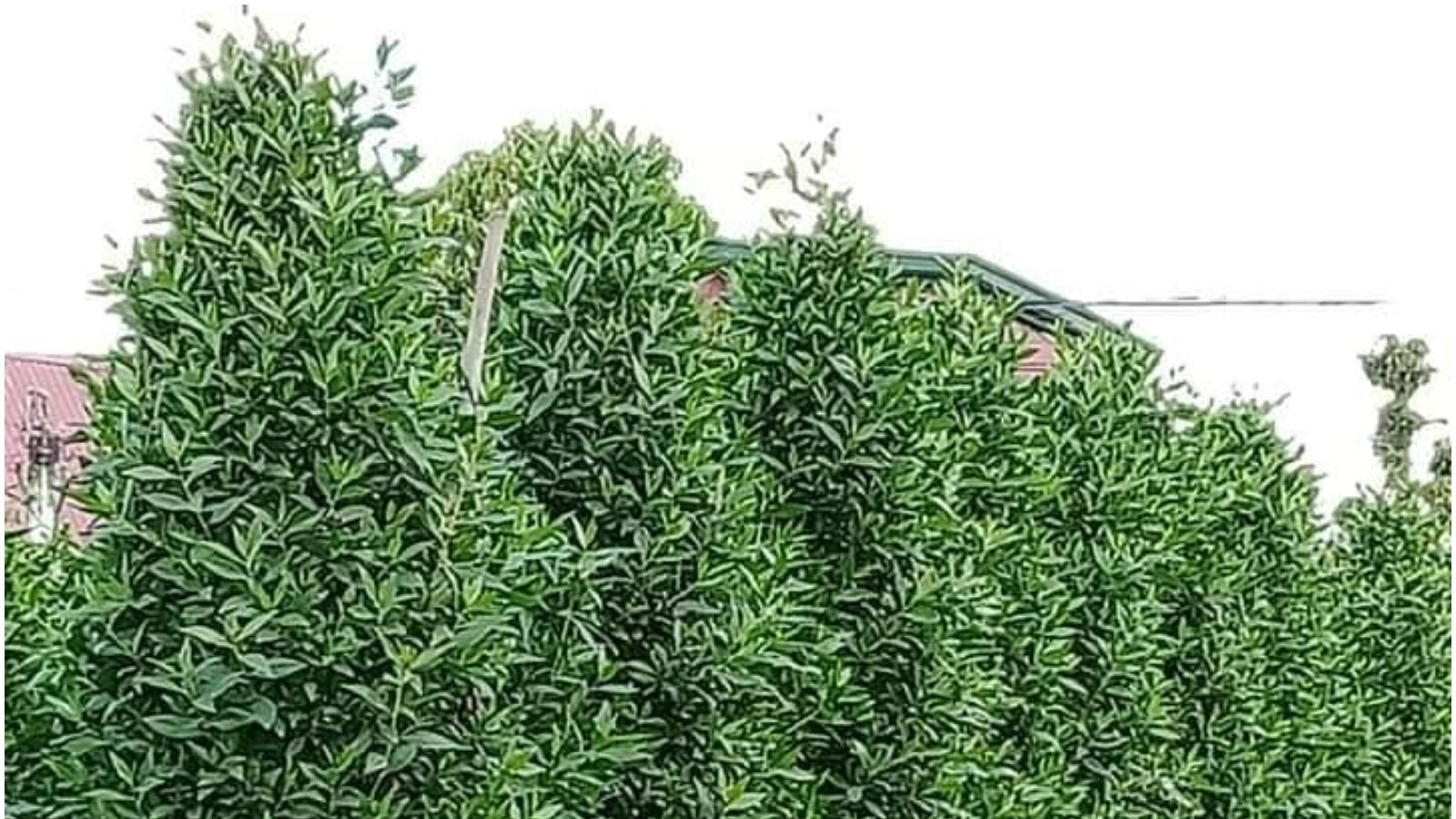 పర్యావరణానికి ముప్పుగా కొనో కార్పస్ మొక్కలు - Cono Carpus plants are ...