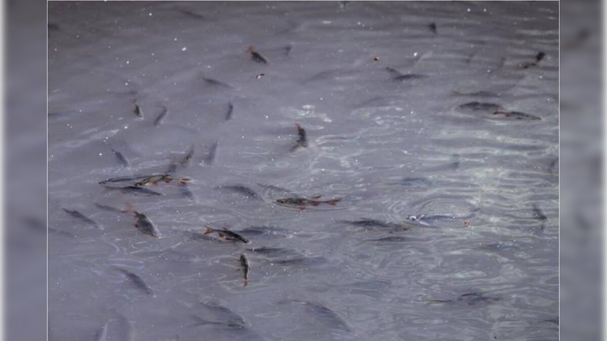 Fish Rain: ఆకాశం నుంచి చేపల వర్షం.. మీ ప్రాంతంలో కూడా పడొచ్చు.. దీని ...