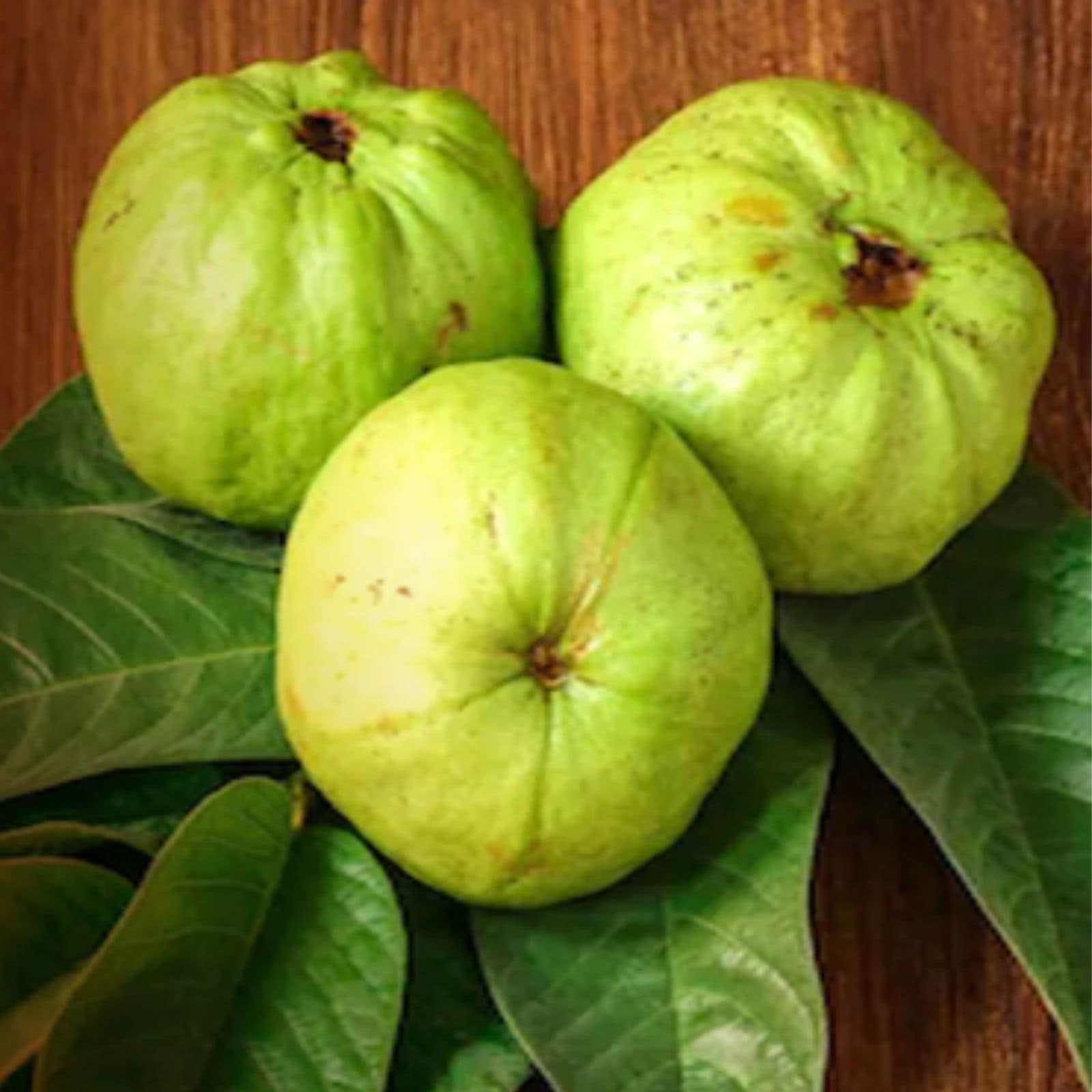 Guava : జాయ కాయే కాదు ఆకు కూడా ఓ వరం..అసలు ఈ పండు భారత్ కు ఎక్కడి నుంచి ...