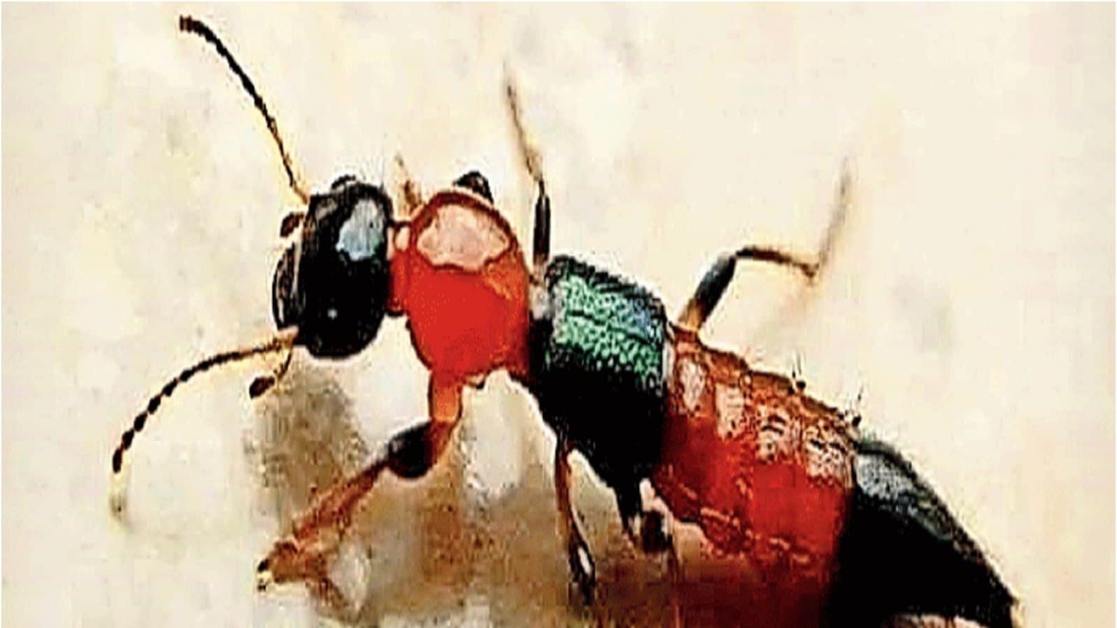 Nairobi Flies: ఈ ఈగలు శరీరంపై వాలితే చాలా ప్రమాదం.. యాసిడ్ పోసినట్లుగా ...