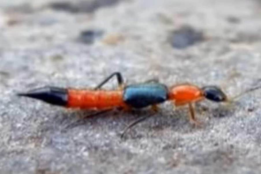 Nairobi Flies: ఈ ఈగలు శరీరంపై వాలితే చాలా ప్రమాదం.. యాసిడ్ పోసినట్లుగా ...