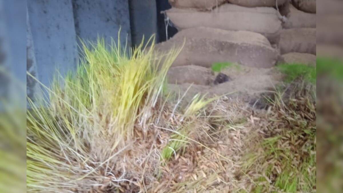 రైస్ మిల్లులోని బస్తాల్లో మొలకెత్తిన వడ్లు .. ఆదుకోకపోతే ఆత్మహత్యే గతి ...