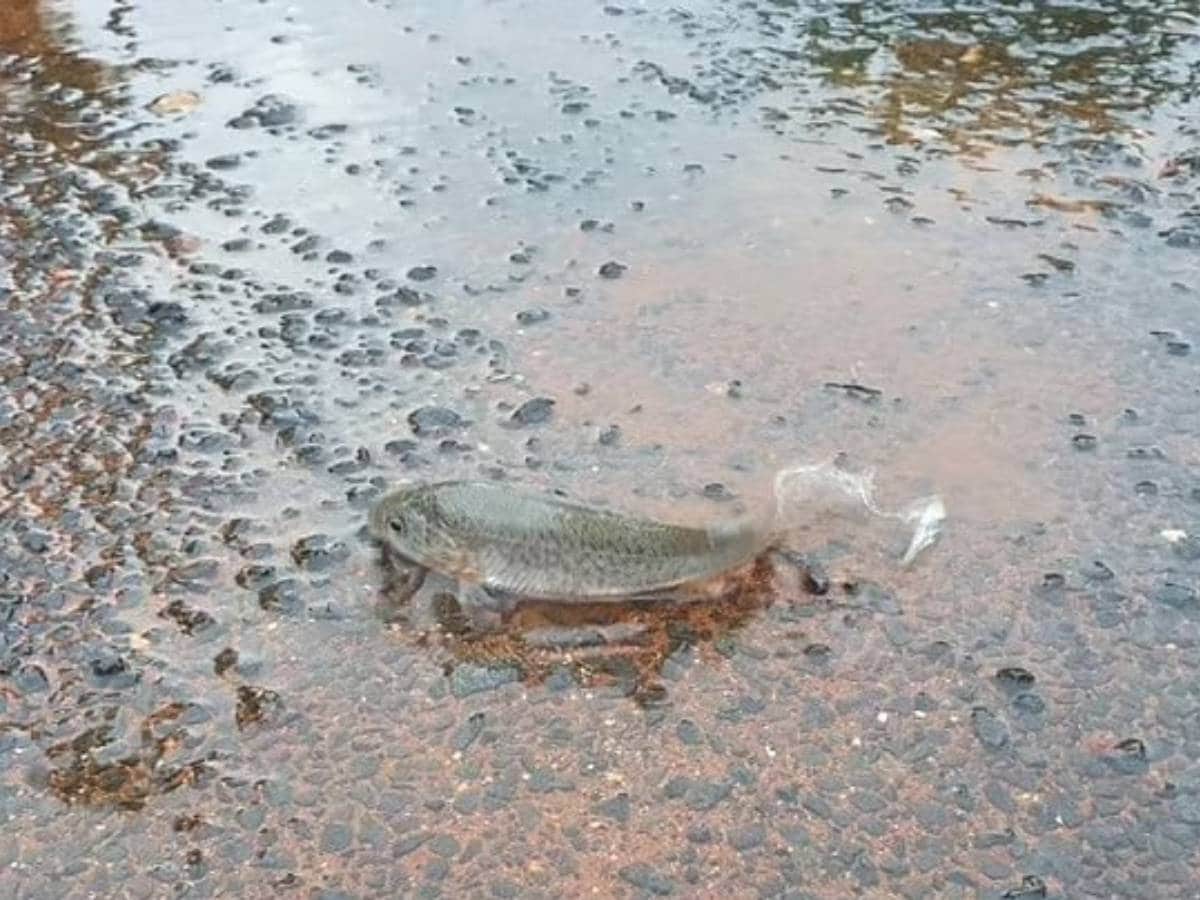 Fish Rain: ఆకాశం నుంచి చేపల వర్షం.. మీ ప్రాంతంలో కూడా పడొచ్చు.. దీని ...