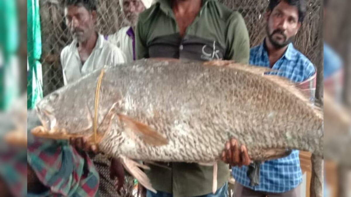 Lucky Fisherman: ఇలాంటి చేపలు కొన్ని దొరికితే కోటీశ్వరుడైపోవచ్చు.. ఒక్క ...