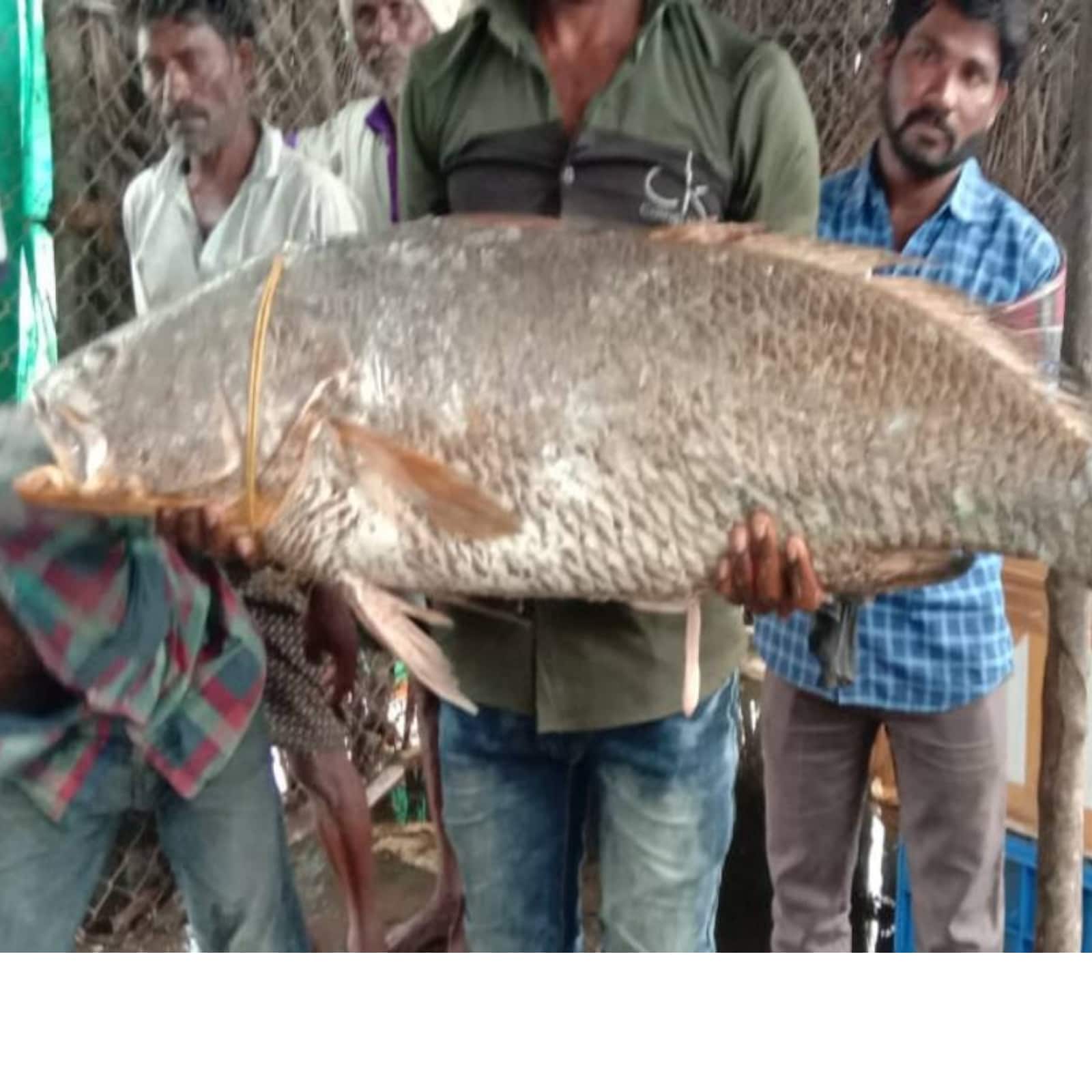 Winter Food : చలికాలంలో చేపలు ఎక్కువగా తినాలి.. ఎందుకో తెలుసా? – News18 ...