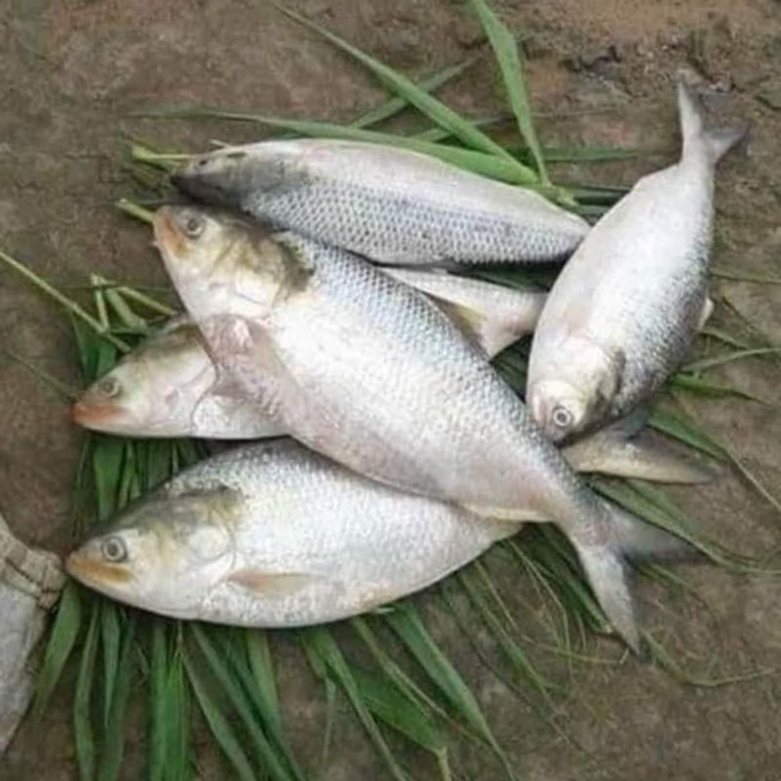 పులస వచ్చేసిందోచ్‌.. పుస్తెలమ్మైనా సరే.. పులస రుచి చూడాలి అంటరు ...