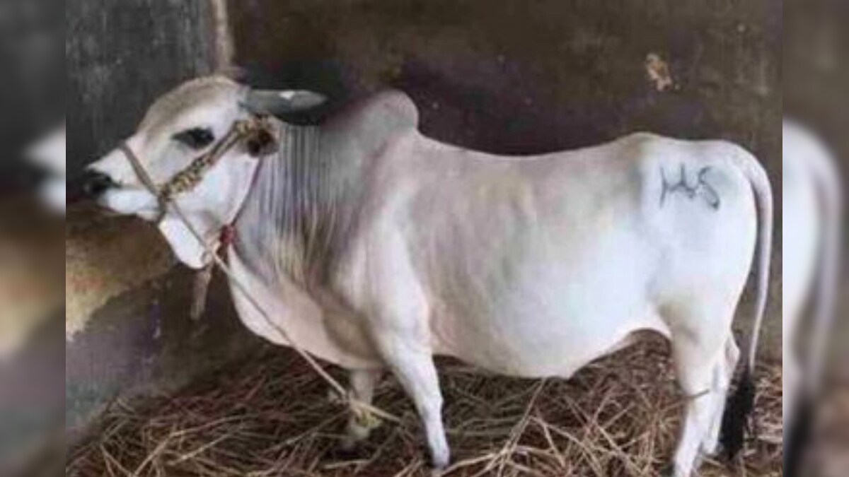 Costly Cow: ఎత్తు మూడు అడుగులే కాని.. కాసుల వర్షం కురిపిస్తాయి ...