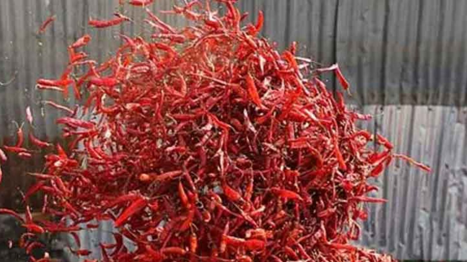 Red mirchi: సరికొత్త రికార్డును సృష్టించిన ఎర్రబంగారం.. క్వింటాల్ ధర ...