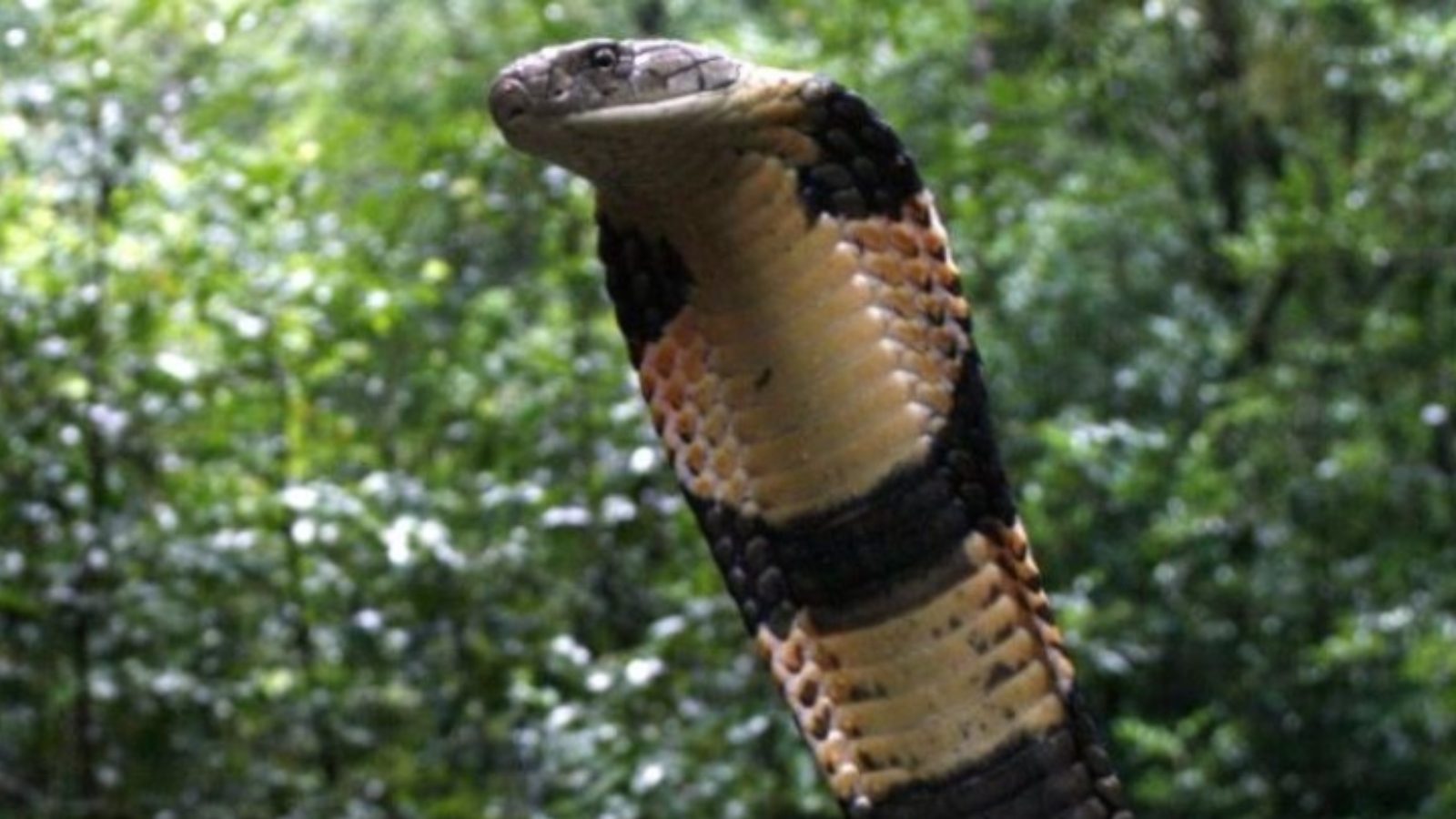 10 మీటర్ల కింగ్ కోబ్రాతో.. 200 కిలో మీటర్లు జర్నీ.. చివరకు.. 10 Foot ...