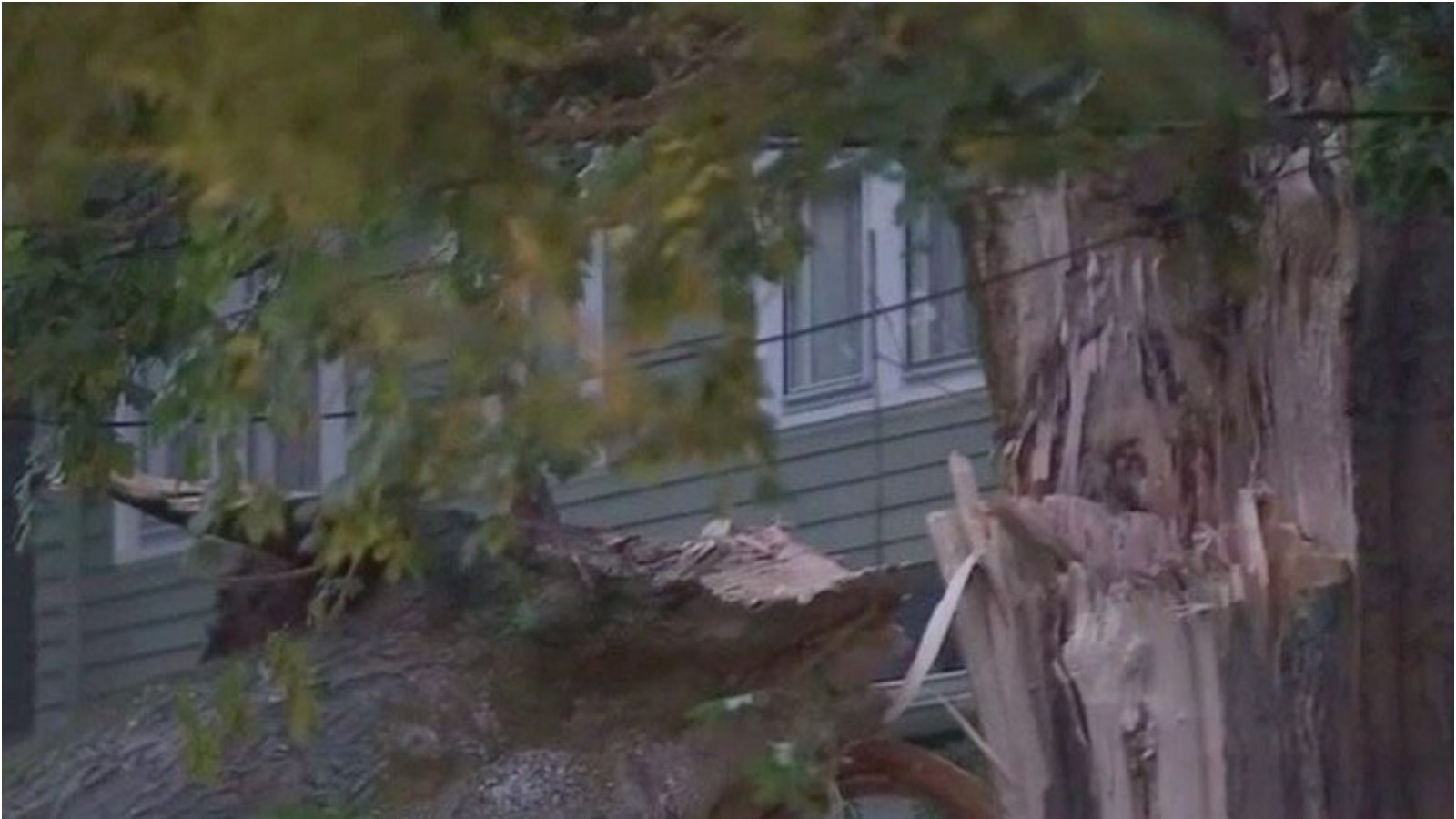 usa viral news 200 year old tree exploded due to heatwave shocking ...