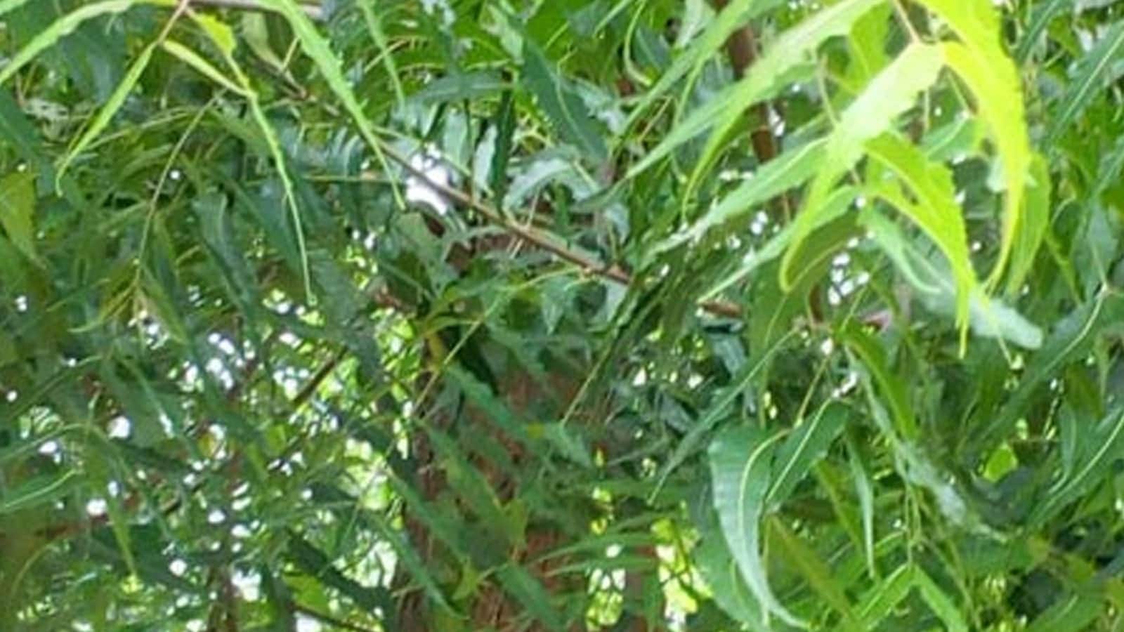 Neem Tree: వేప చెట్టు నుంచి కారుతున్న ద్రవం.. ఆ వ్యాధులకు ఔషధం అంటు జనం ...
