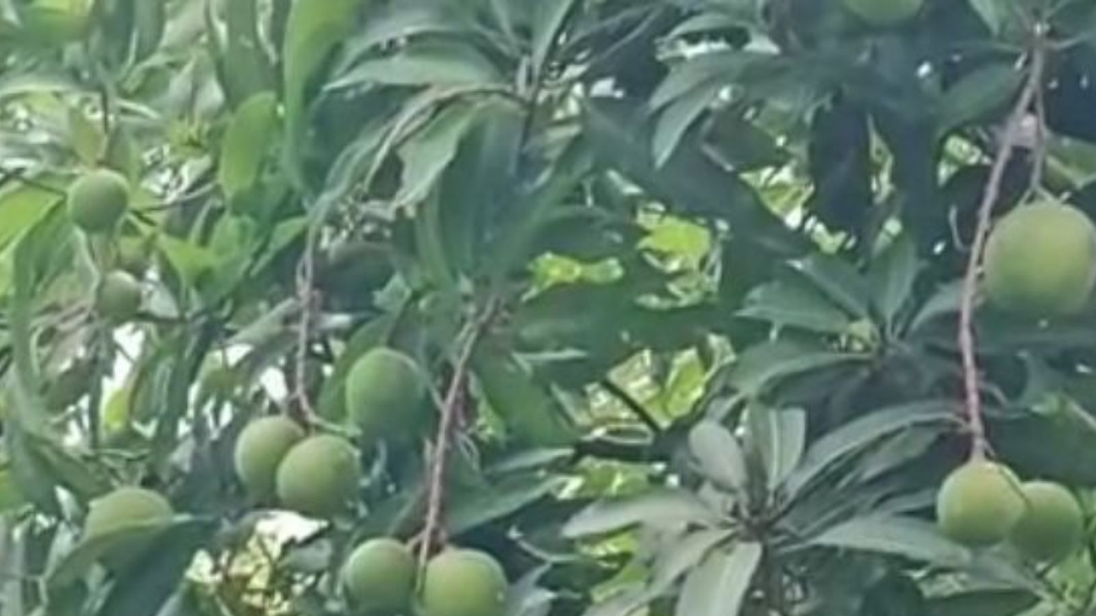 Wonder Mango: ఈ చిత్రం చూశారా? అన్ సీజన్ లో చెట్టు నిండా గుత్తులు ...