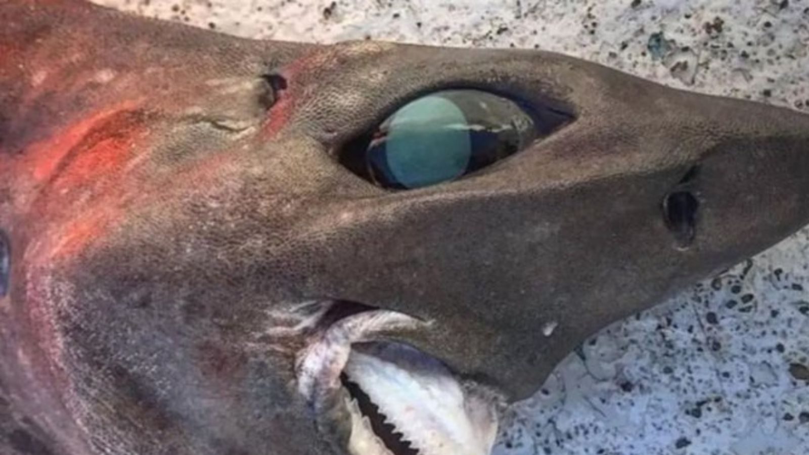 వింత షార్క్ ని పట్టుకున్న మత్స్యకారుడు..కళ్లు,పళ్లు అన్నీ ఢిఫరెంట్ ...