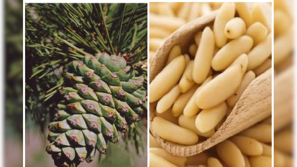 chilgoza seeds: చిల్గోజా గింజల గురించి మీకు తెలుసా..? బాదం, జీడిపప్పు ...