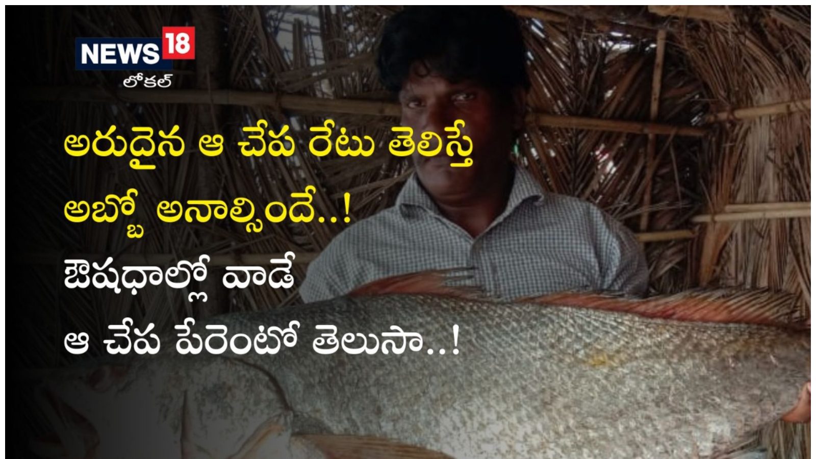 కోనసీమ తీరంలో కచ్చిడి చేప లభ్యం - Kachidi fish found in Konaseema ...