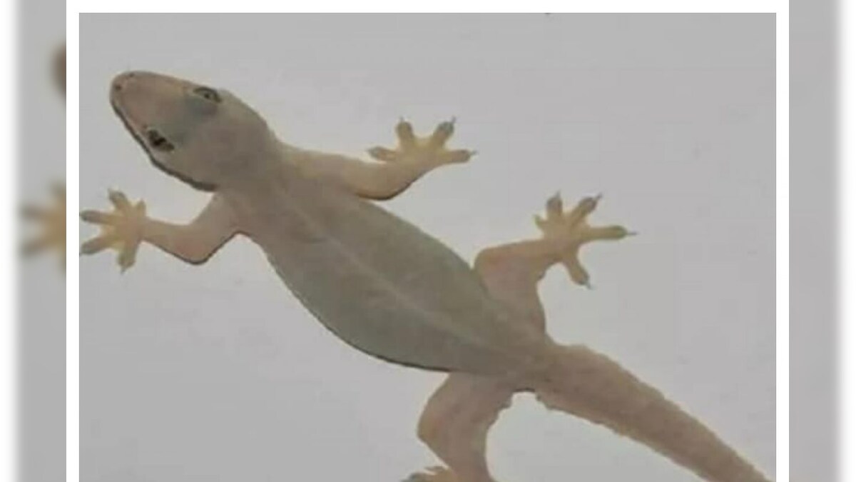 No Lizards: మీ ఇంట్లో బల్లుల భయం ఉందా? ఈ ఈజీ టిప్ తో క్షణంలో ...