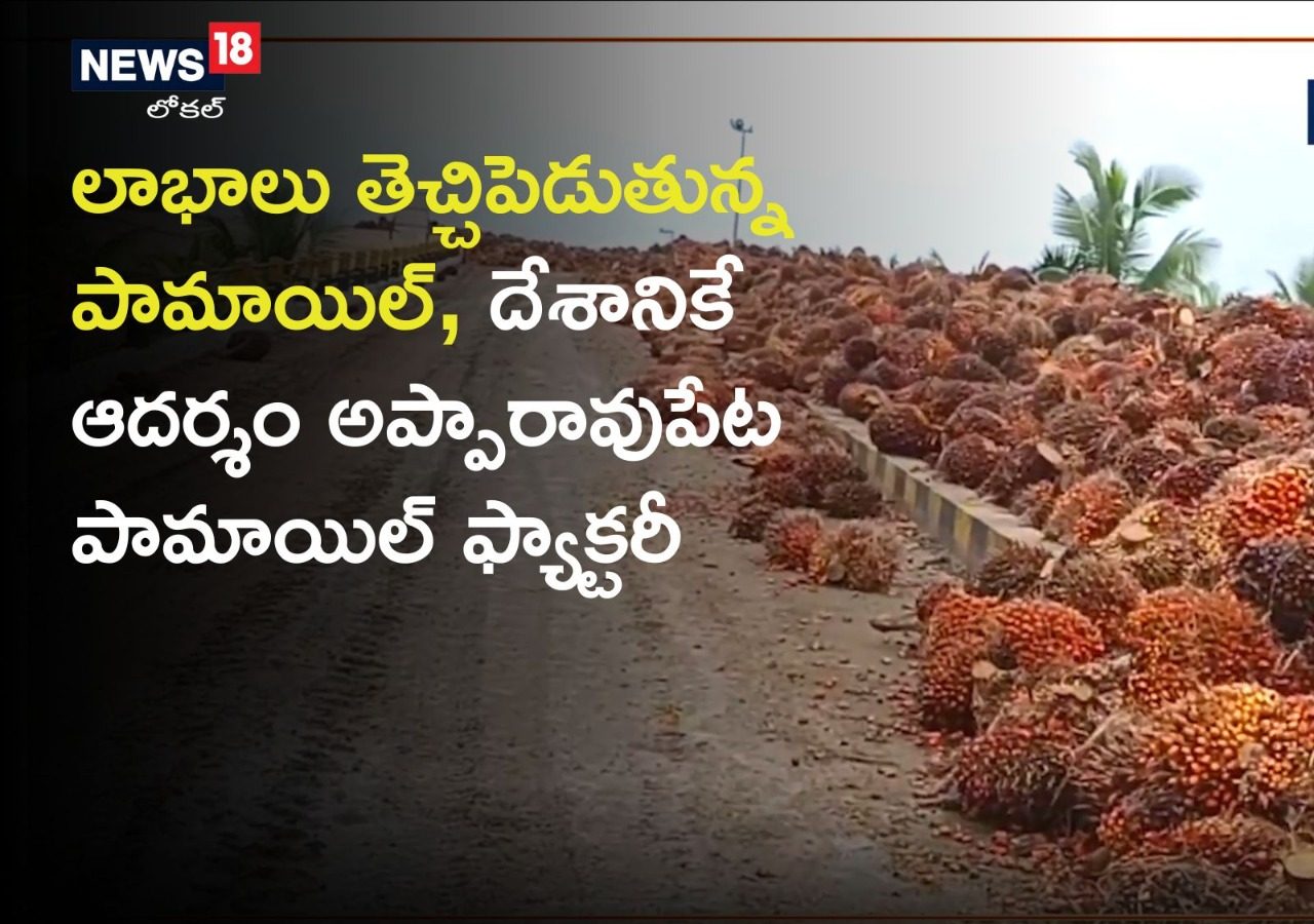 Bhadradri: ఆ జిల్లాలో రైతులకు లాభాలు తెచ్చిపెడుతున్న పామాయిల్: దేశానికే ...