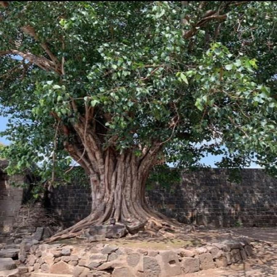 Peepal tree vastu: రావిచెట్టును పూజిస్తే పుణ్యంతోపాటు పితృదోషం ...