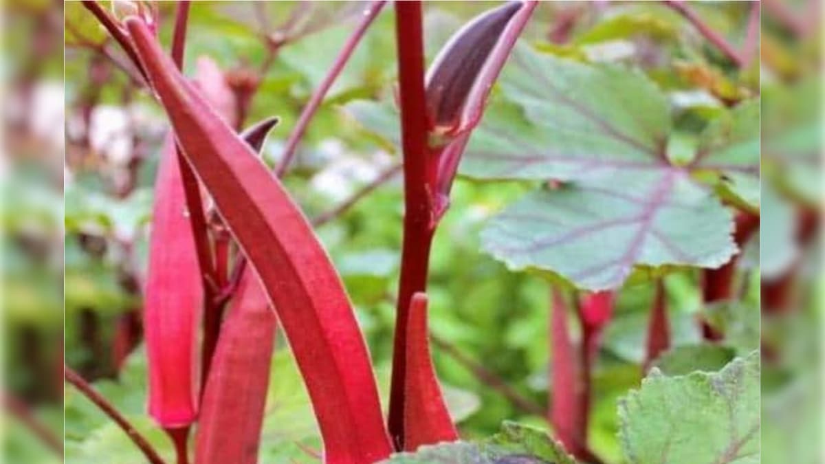 Business Idea: కిలోకు రూ.500.. ఎర్ర బెండతో రైతుల జీవితం మారినట్లే ...