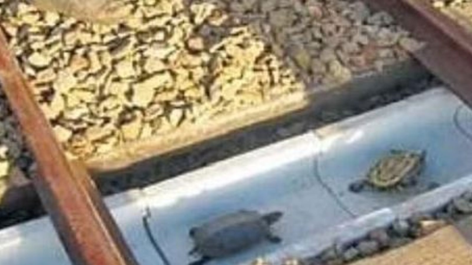 Reptiles: తాబేలుతో పాటు మిగతా సరీసృపాల కోసం రైల్వే శాఖ నయా ప్లాన్.. భలే ...