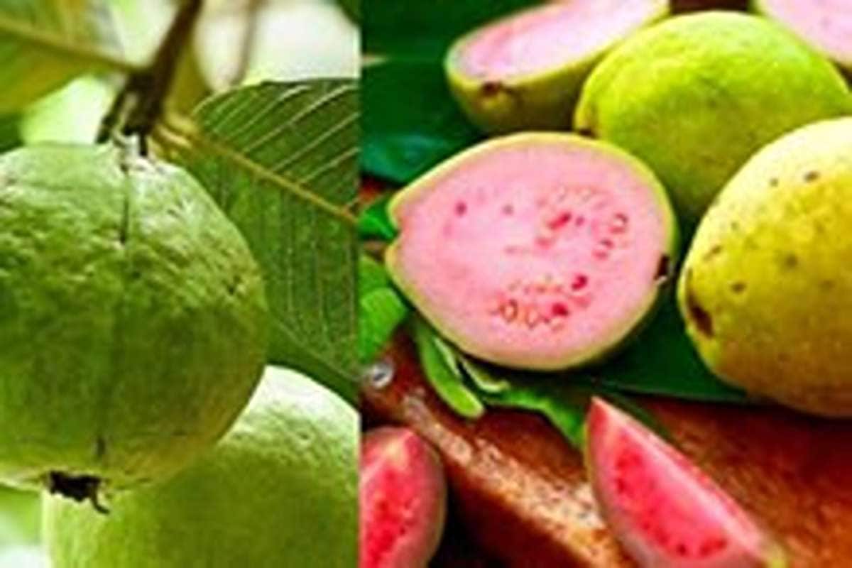 ఉదయాన్నే ఎర్ర జామ తినడం వల్ల బోలెడు లాభాలు.. తెలిస్తే అస్సలు వదలరు ...