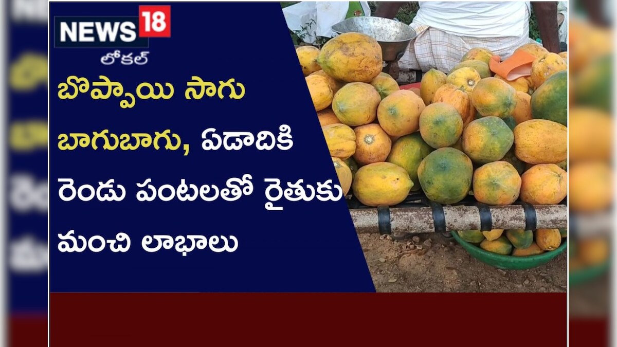 Nagar Kurnool: బొప్పాయి సాగు బాగుబాగు.., ఏడాదికి రెండు పంటలతో రైతుకు మంచి లాభాలు – News18 తెలుగు