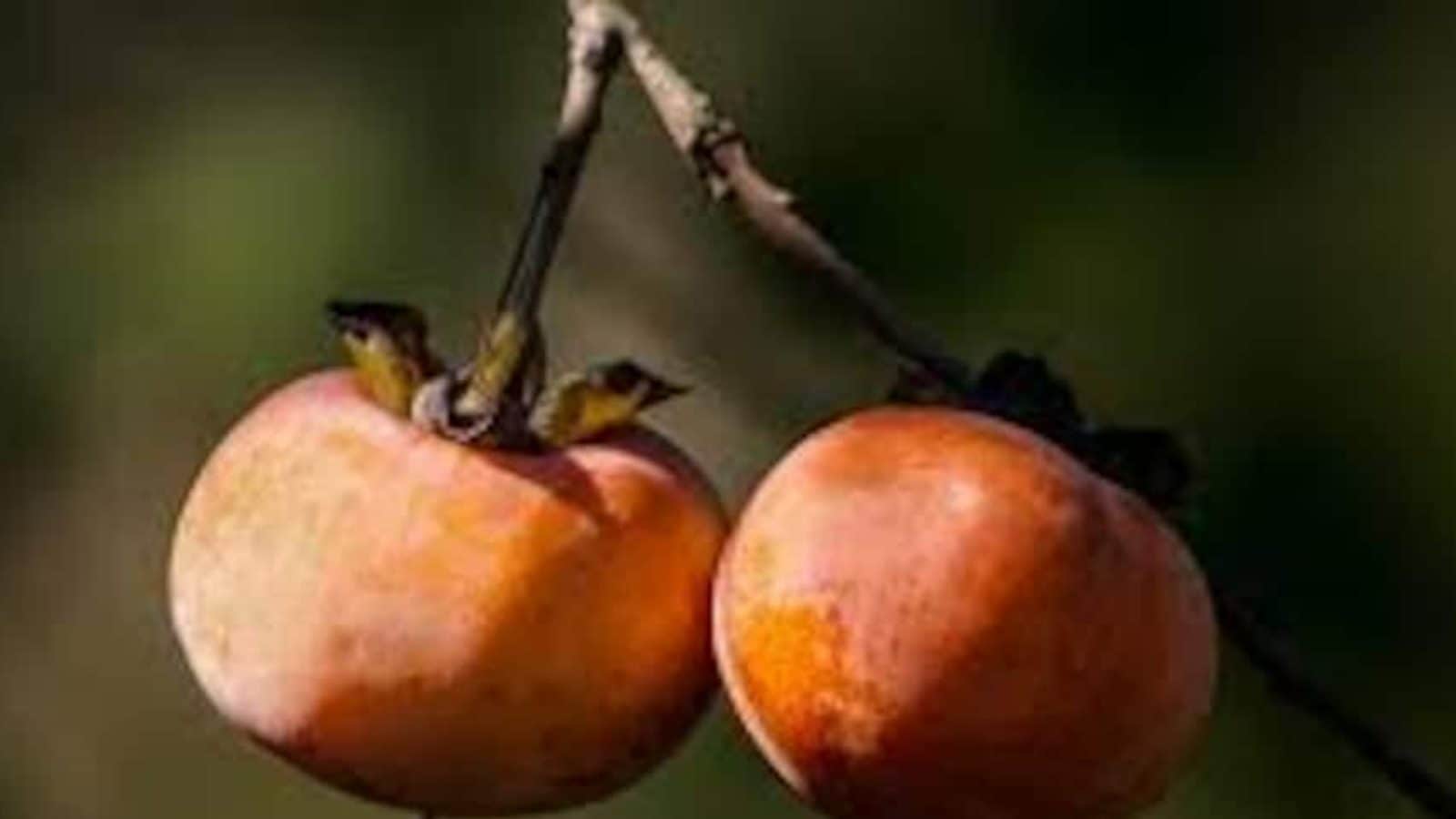 Health Tips: అమర్‌ఫల్.. ఈ పండు గురించి తెలుసా? గుండె రోగాలు, ఊబకాయం ...