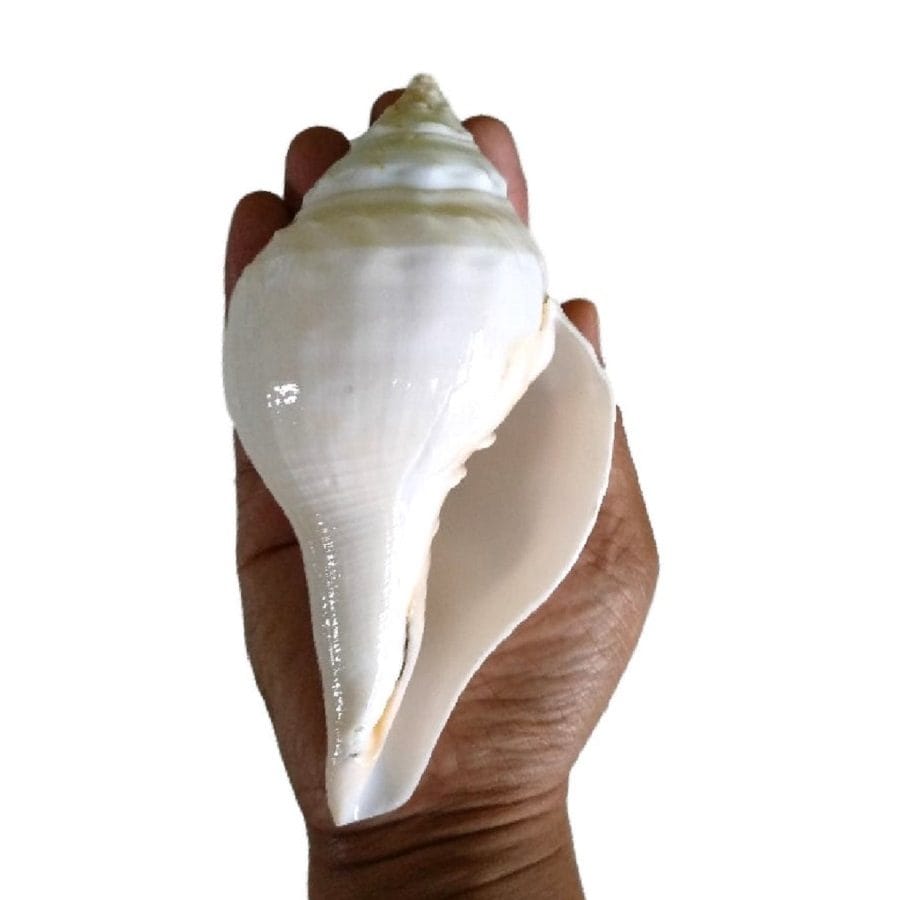 Shankam: శంఖం వల్ల కలిగే అద్భుతమైన ప్రయోజనాలు తెలుసా? – News18 తెలుగు