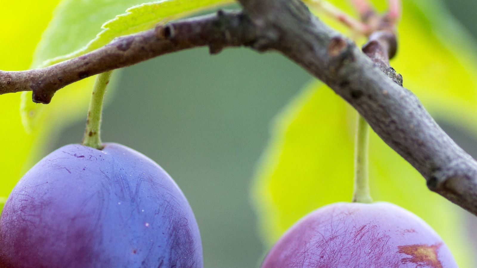 Plum benefits: శీతాకాలంలో ప్లం ఫ్రూట్‌ను తప్పకుండా ఎందుకు తినాలో తెలుసా ...