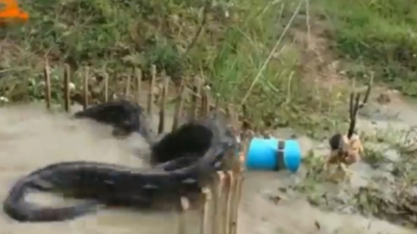 Video : కొండచిలువకు కోడి ఎర.. వెన్నులో వణుకు పుట్టిస్తున్న వీడియో | spine chilling video of a ...