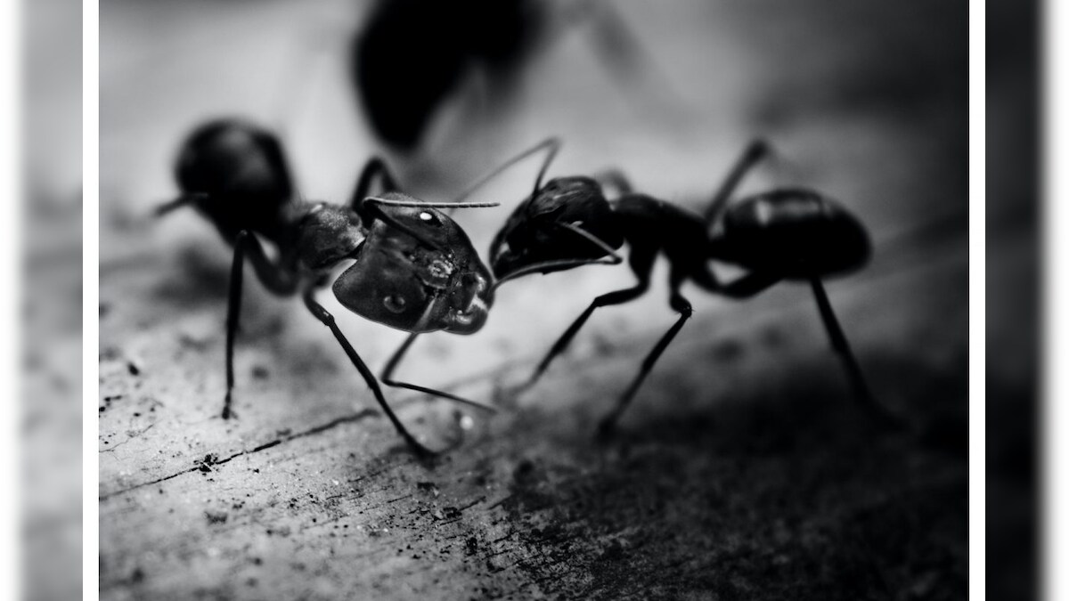 Astro Tips: ఇంట్లో ఈ దిక్కు నుండి నల్ల చీమ వస్తే శుభం.. డబ్బే డబ్బు!