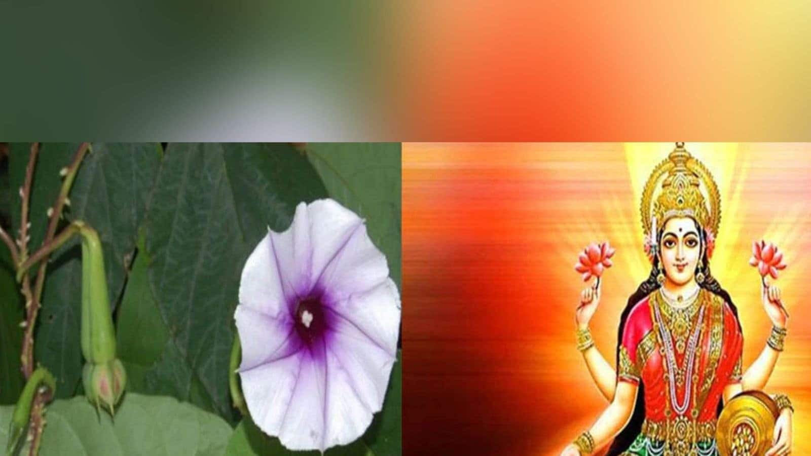 Laxmana Plant:లక్ష్మణ మొక్క డబ్బు కొరతను తొలగిస్తుంది.. ఈ మొక్క వల్ల ...