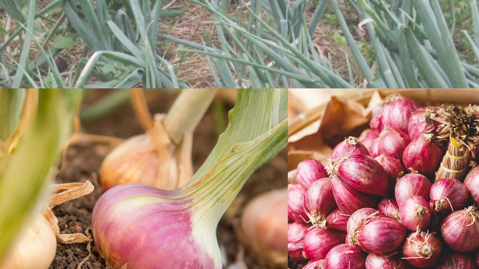 Onion Bulb Farming : ఉల్లి బల్బుల సాగుతో లక్షల సంపాదన.. ఇదిగో ఆధారం ...