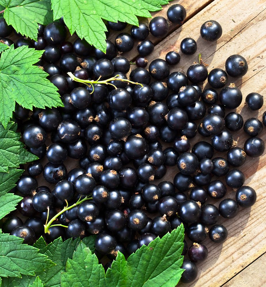 Black Currant : ఈ నల్లద్రాక్ష గురించి మీకు చెప్పాలి.. సంథింగ్ స్పెషల్ ...