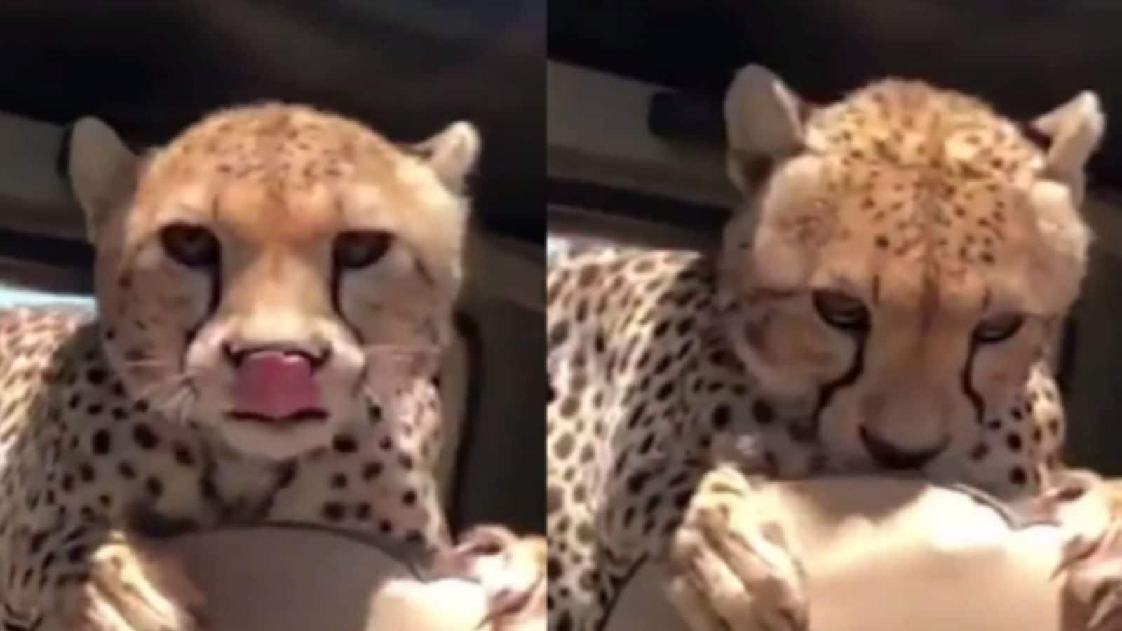 ఏం గుండె ధైర్యం వీడిది..జీపులోకి దూకిన చీతా,భయపడకుండా హాయిగా ...