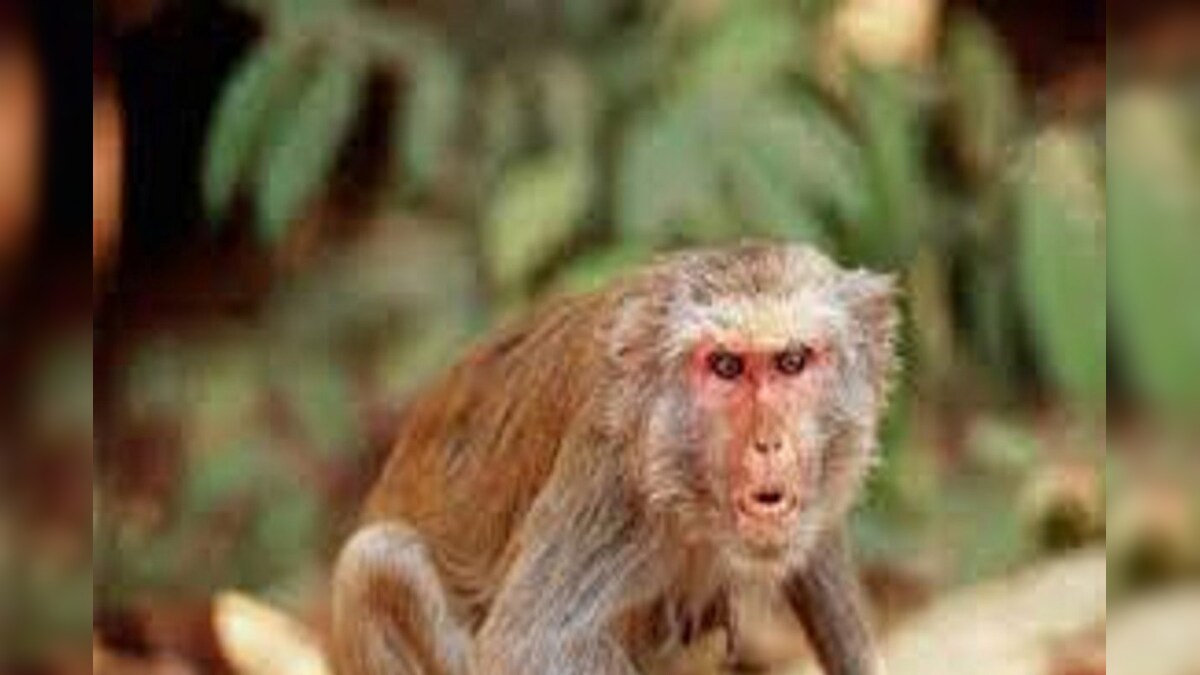 Monkey Attack: రెండు నెలల చిన్నారి పై దాడి చేసి.. బొటనవేలు కొరికేసిన ...