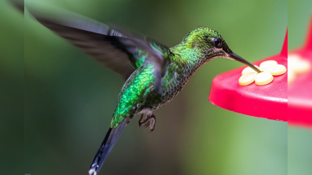 Hummingbird : ప్యూచర్ విమానాలు, రోబోలకు హమ్మింగ్‌బర్డ్ టెక్నాలజీ ...