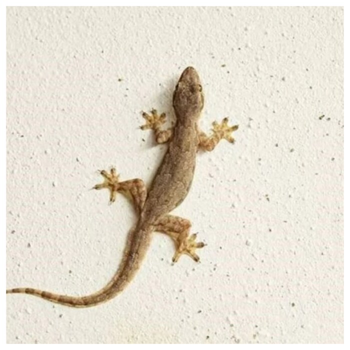Remove Lizards From Home: ఇంట్లో బల్లులు ఎక్కువగా ఉన్నాయా.. అయితే ఈ ...