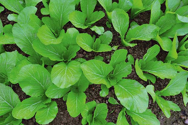 Mustard Leaves : ఈ విషయాలు తెలిస్తే ఆవాల ఆకులను వదిలిపెట్టరు – News18 ...