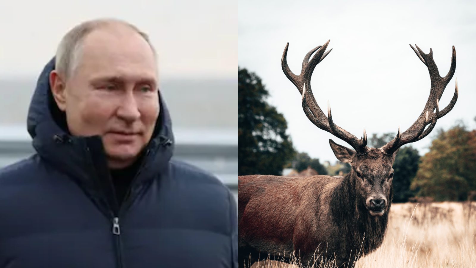 Deer blood bath : జింక రక్తంతో పుతిన్ స్నానం చేస్తున్నారా.. రష్యాలో ఏం ...