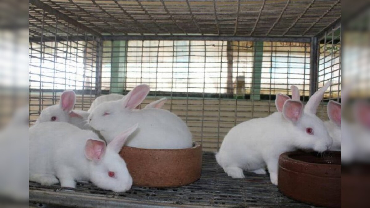 Business Idea: కుందేళ్ల పెంపకంతో ఇంత లాభముంటుందా? ఈజీగా లక్షల ఆదాయం ...