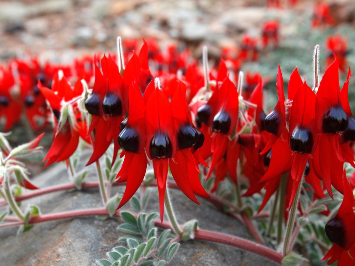 Most ugliest flowers : ప్రపంచంలోనే టాప్ 5 అత్యంత వికారమైన పువ్వులు ...
